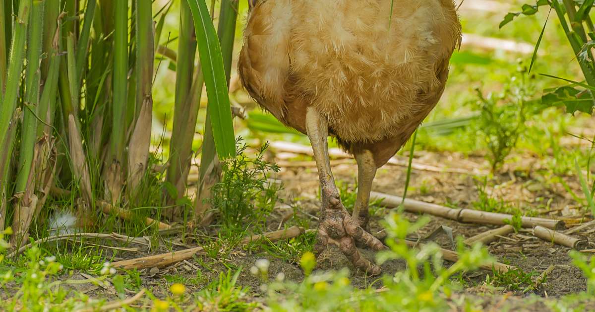 Excursieveld Olifantsgras - BioAcademy