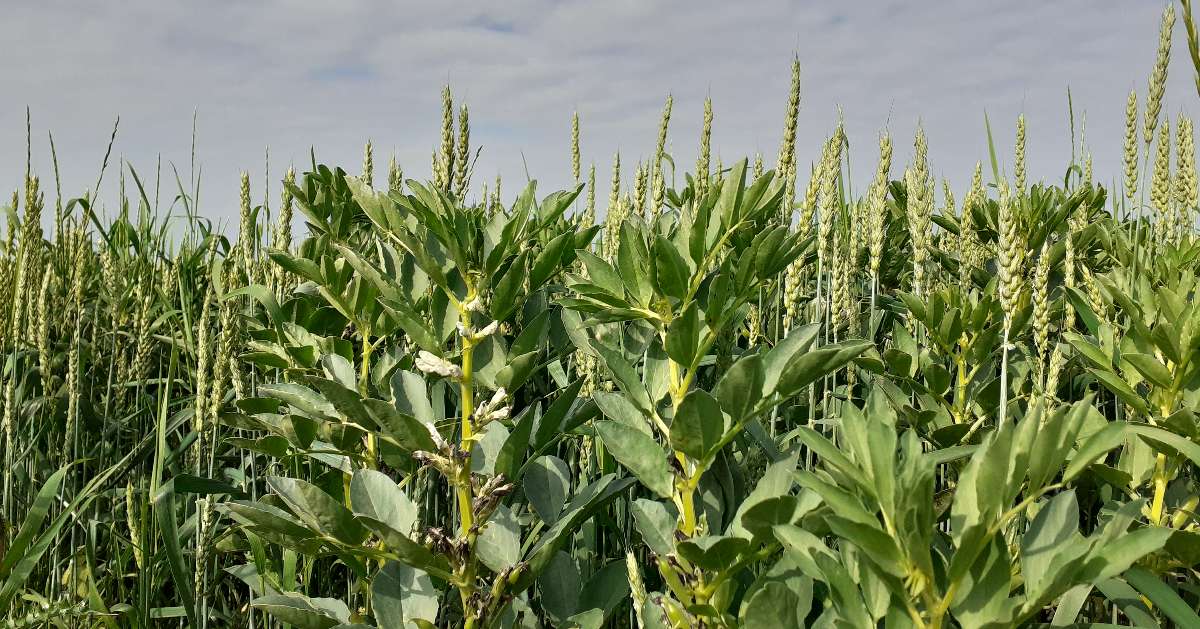 Podcast BioVelddagen 2021 - Mengteelt tarwe veldboon - BioAcademy